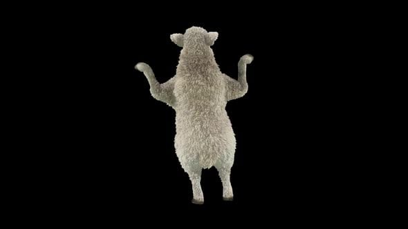 99 Tut Hip Hop Dance Sheep HD Motion Graphics Incluyendo 3d Y Alfa 99-tut-hip-hop-dance-sheep-hd-motion-graphics-incluyendo-3d-y-alfa